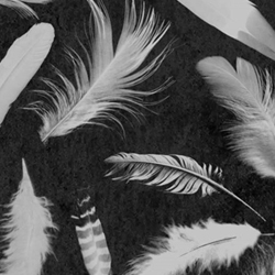 Feather Brushes for Photoshop | PSDDude