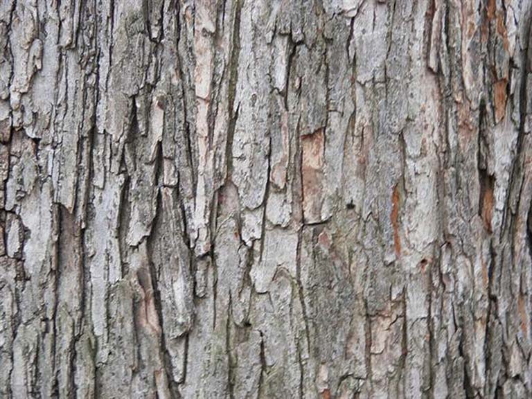 Looking for Free Wood Textures? Check out this collection | PSDDude