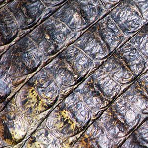 Over 50 Skin Textures Free Download | PSDDude